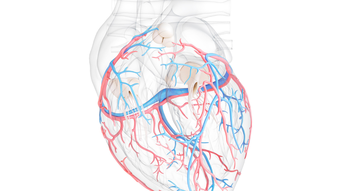 การฉีดสีหลอดเลือดหัวใจ (Coronary Angiogram หรือ CAG)